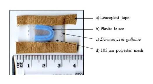 Of hens, mites and teabags: Interview with Francesca Nunn – Animalogues
